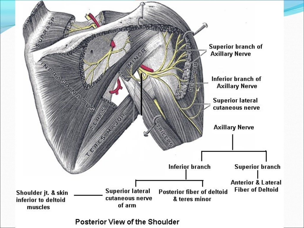 peripheral nerves of the upper limb - applied