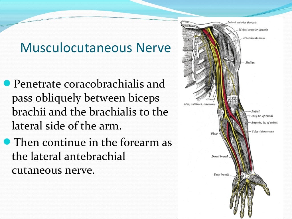 peripheral nerves of the upper limb - applied