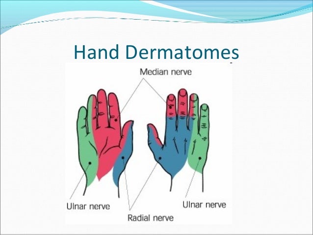 Nerve Injury Of The Upper Extremity Everything You Need