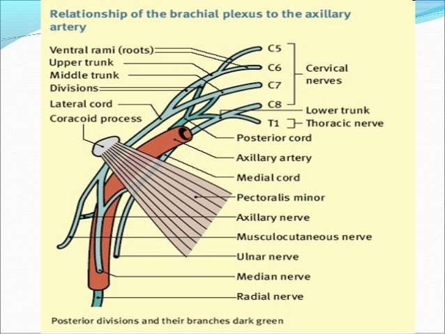 peripheral nerves of the upper limb - applied