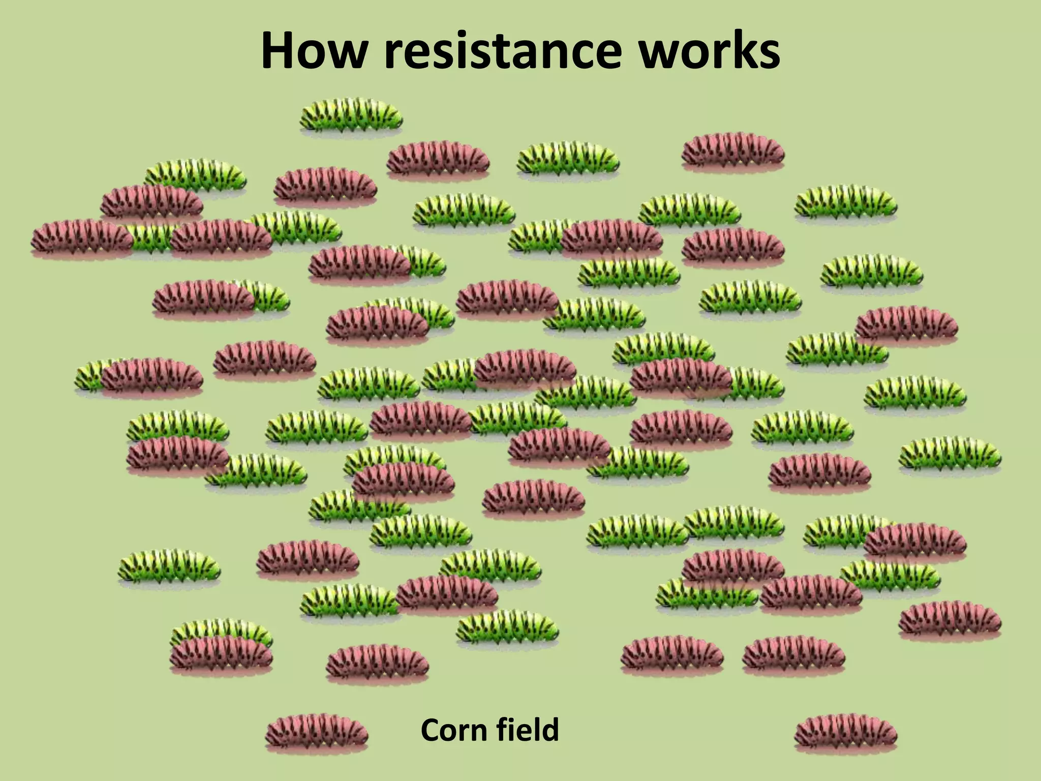 12 Pesticide resistance.pptx