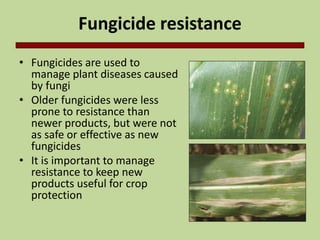 12 Pesticide resistance.pptx