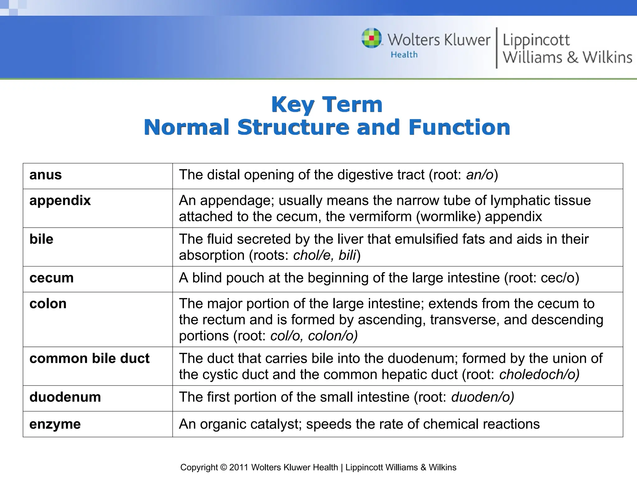 12_PP_Digestive.ppt mbbs practical guide | PPT