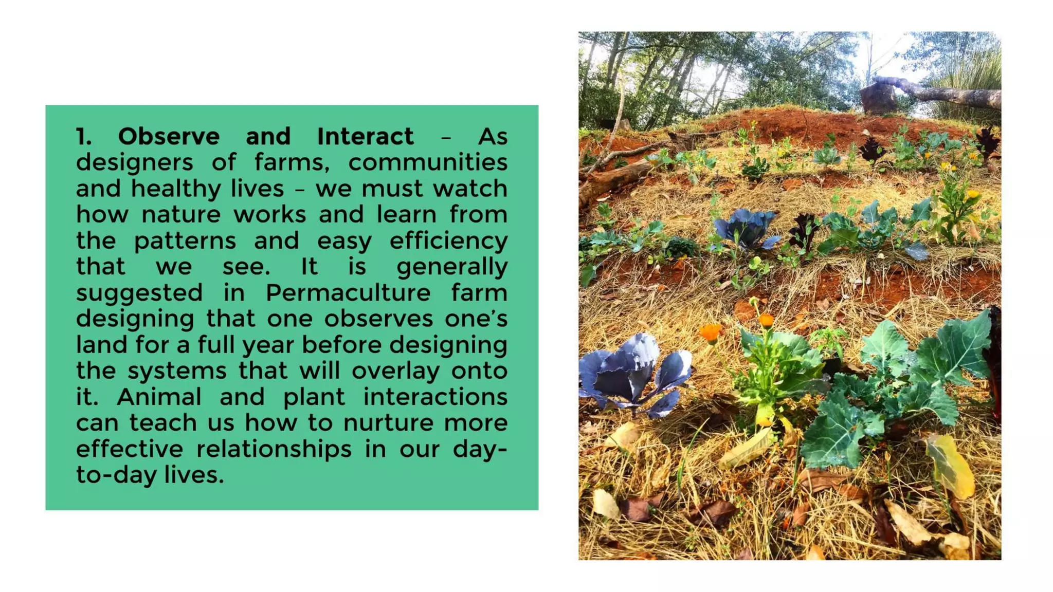 12 principles of permaculture | PPTX | Agriculture | Industries