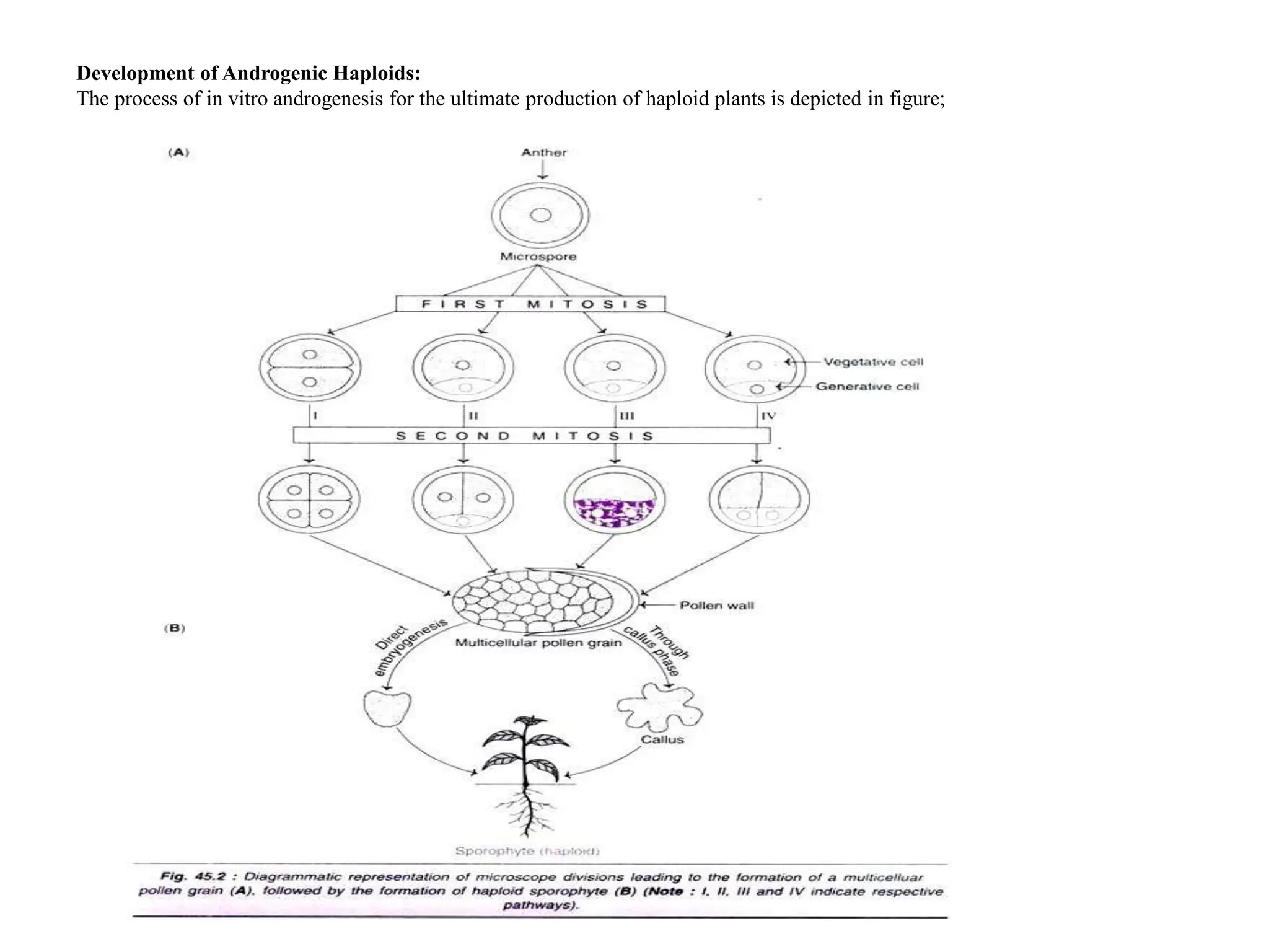 12 Production of Haploid Plants through androgenesis and gynogensis | PPTX