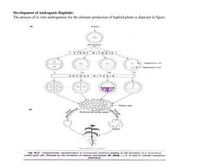 12 Production of Haploid Plants through androgenesis and gynogensis ...
