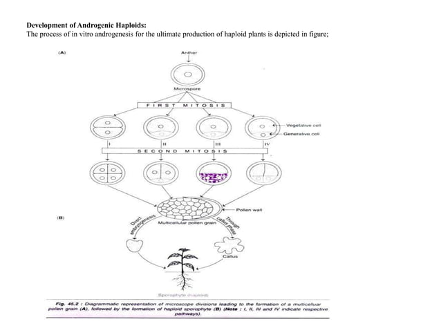 12 Production of Haploid Plants through androgenesis and gynogensis ...
