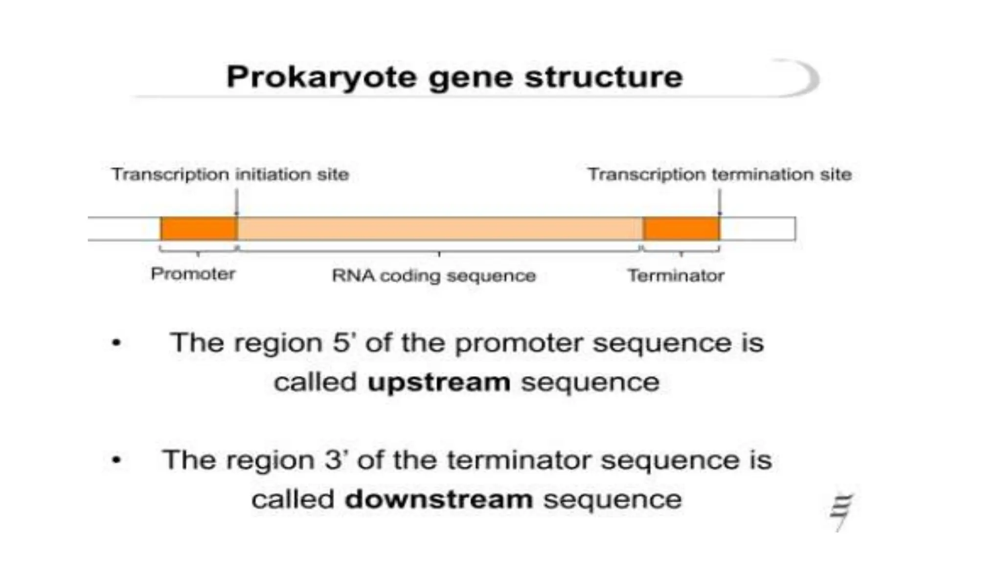 DPT - Prokaryotic Transcription | PPTX | Biological Sciences | Science