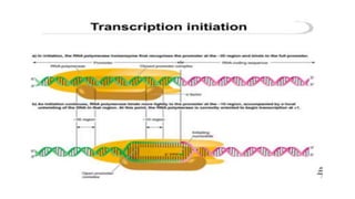 DPT - Prokaryotic Transcription | PPT