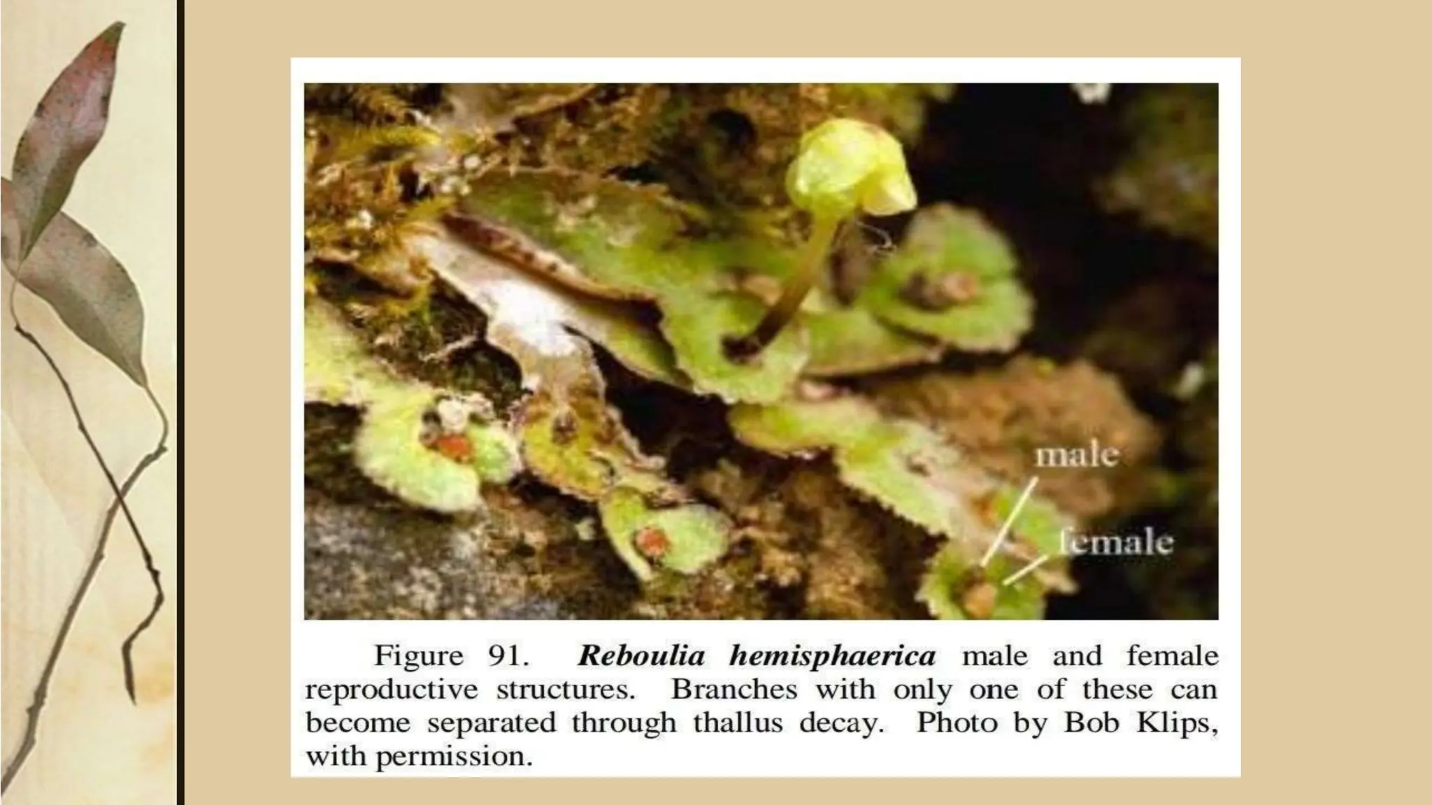 Reboulia: features, anatomy, morphology etc. | PPTX