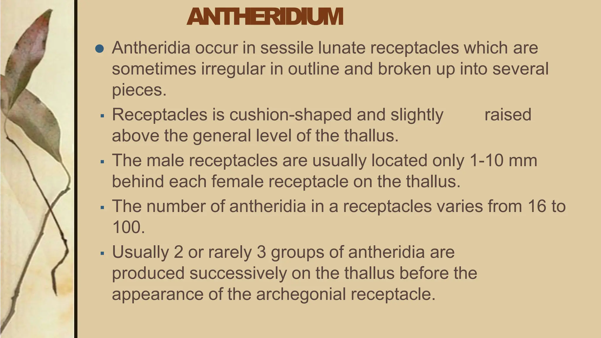 Reboulia: features, anatomy, morphology etc. | PPTX