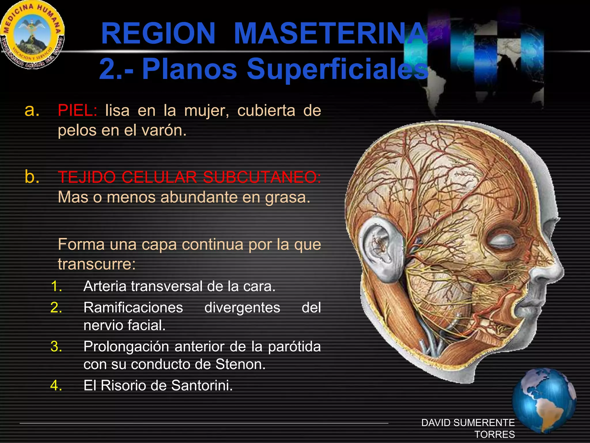 Anatomía de la Región Maseterina | PPTX