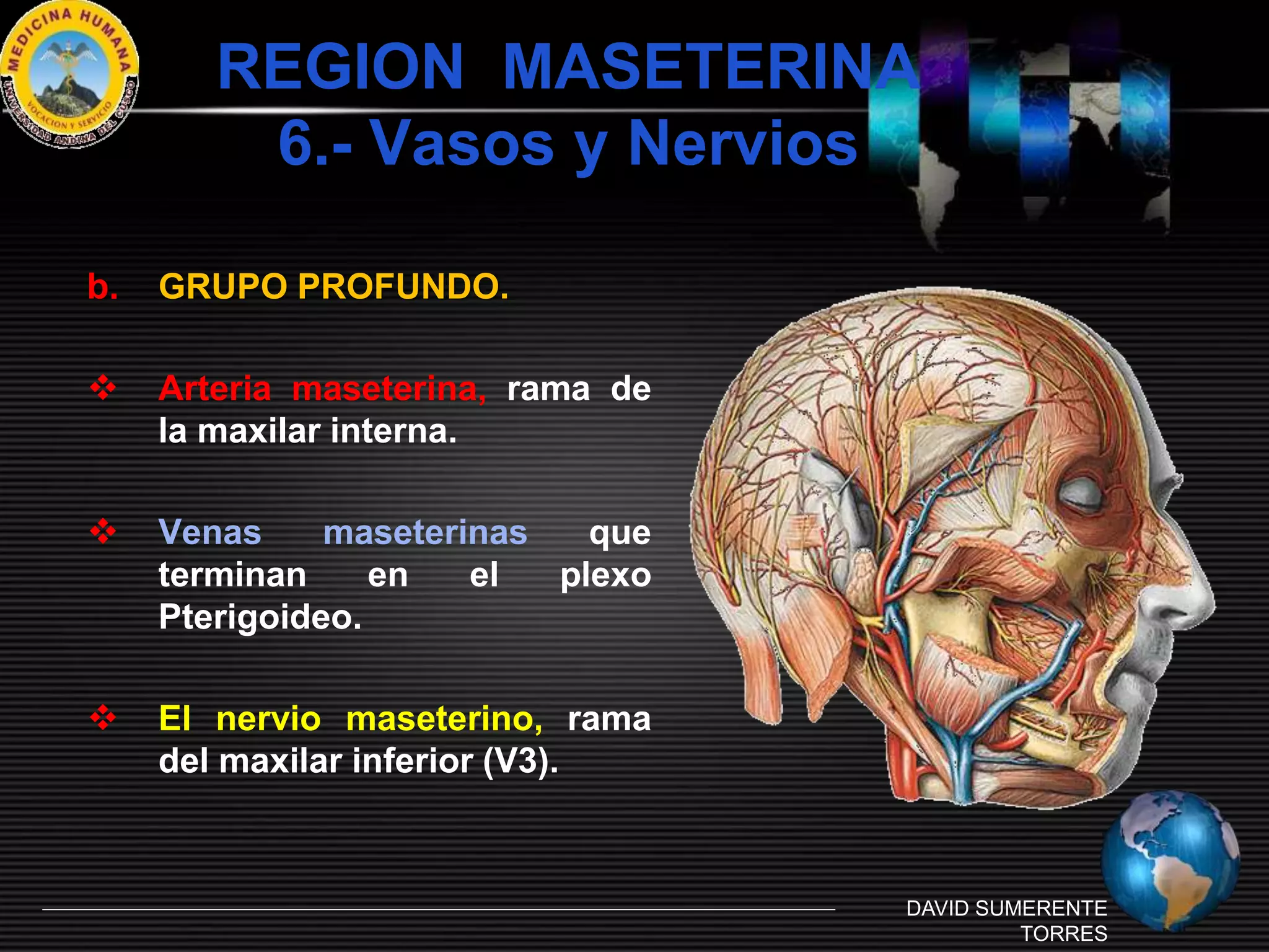 Anatomía de la Región Maseterina | PPTX