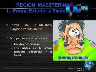 Anatomía de la Región Maseterina | PPTX
