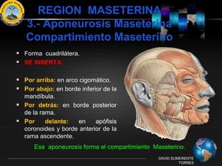 Anatomía de la Región Maseterina | PPTX