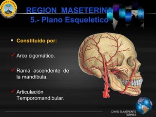 Anatomía de la Región Maseterina | PPTX