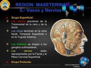 Anatomía de la Región Maseterina | PPTX