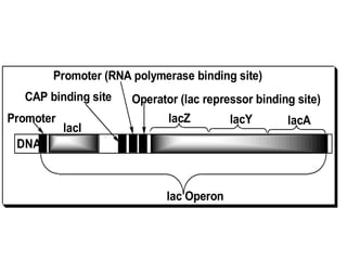 12 Regulation of gene expression.pdf