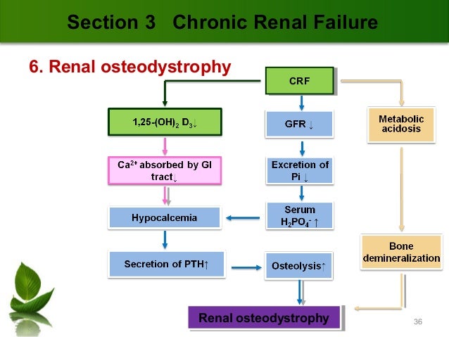 Renal Osteodystrophy Pathogenesis