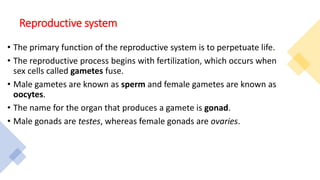 12 Reproductive system.pdf11111111111111 | PPT