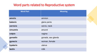 12 Reproductive system.pdf11111111111111 | PPT
