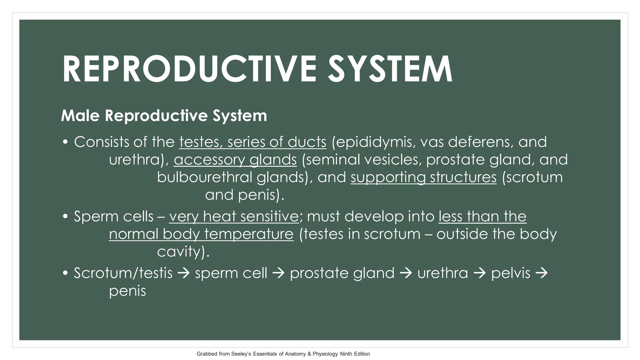 12_Reproductive System_1.pdf