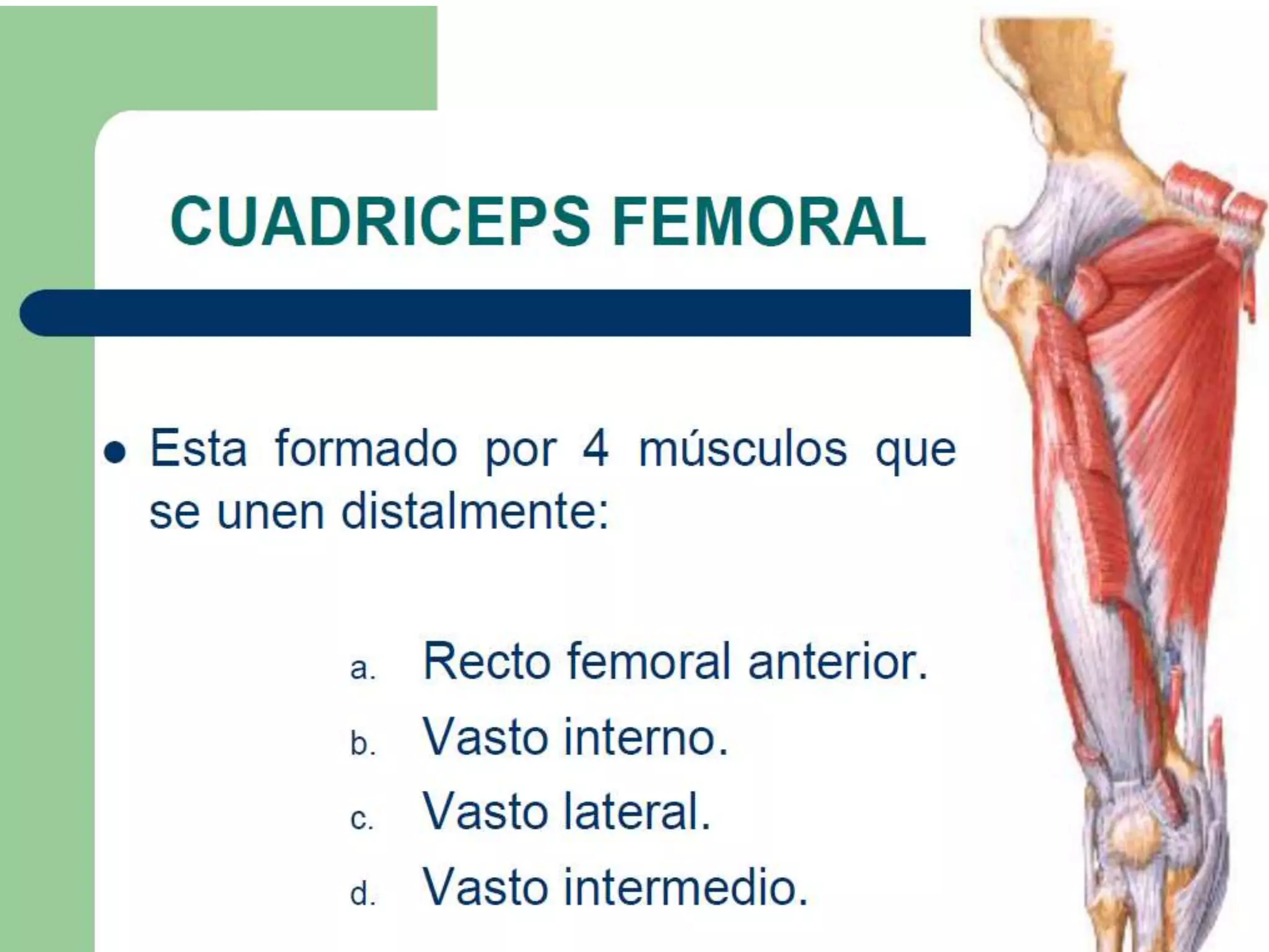 Anatomía de las regiones del Muslo y Poplítea | PPTX