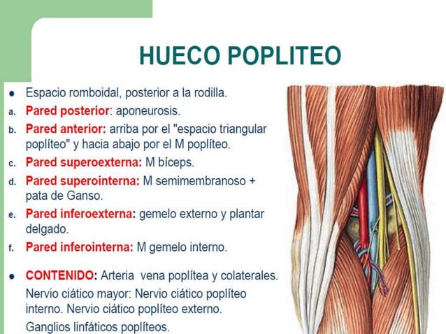 Anatomía de las regiones del Muslo y Poplítea | PPT