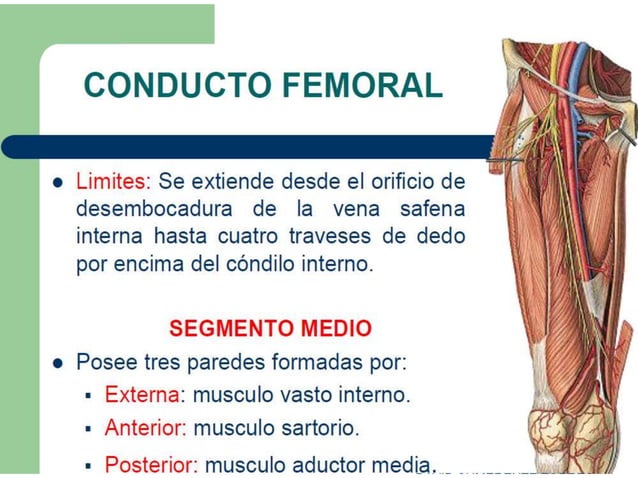 Anatomía de las regiones del Muslo y Poplítea