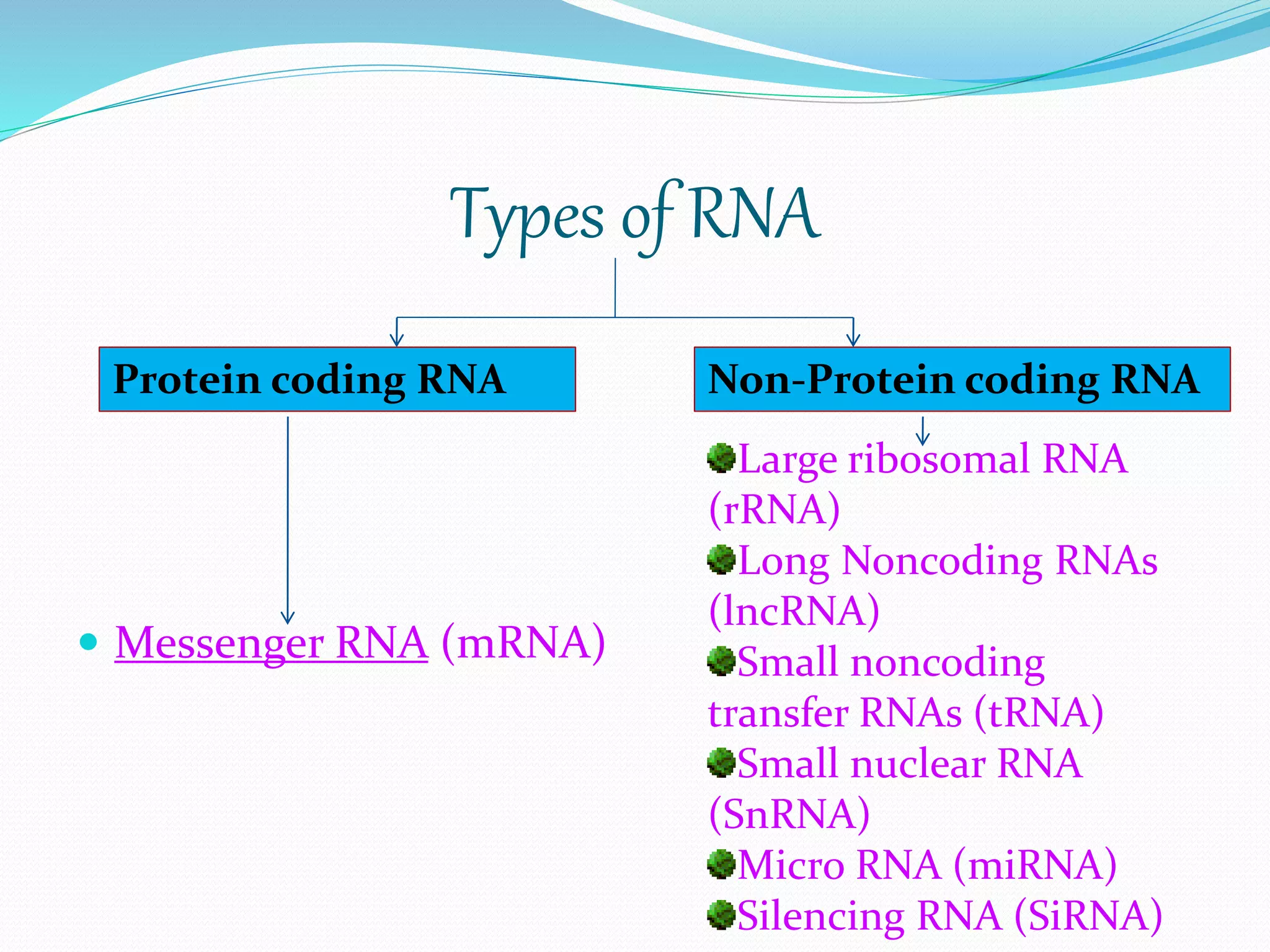 Types of RNA | PPTX