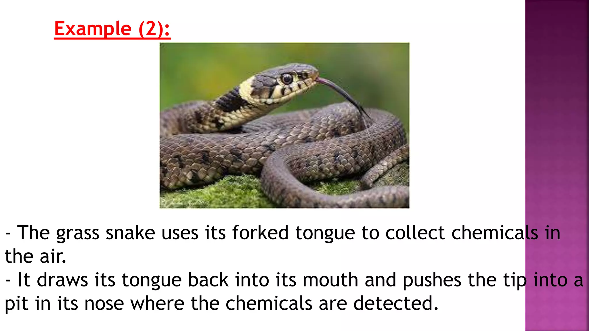 12 seven characteristics of living organism. | PPTX