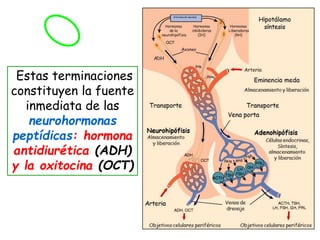 sistema endocrino. el hipotálamo y la glándula hipofisaria | PPTX