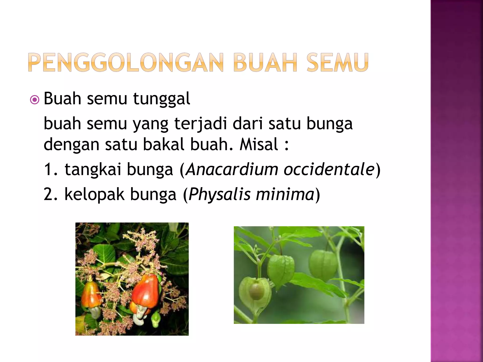 PPT Morfologi Tumbuhan - Bunga | PPTX