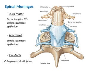 #12 Spinal Cord Anatomy BY DR. SADAKAT.pptx