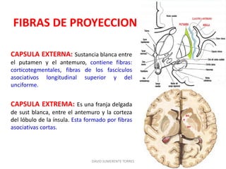 Cerebro: Sustancia blanca | PPTX