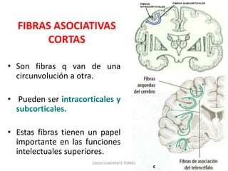 Cerebro: Sustancia blanca | PPTX