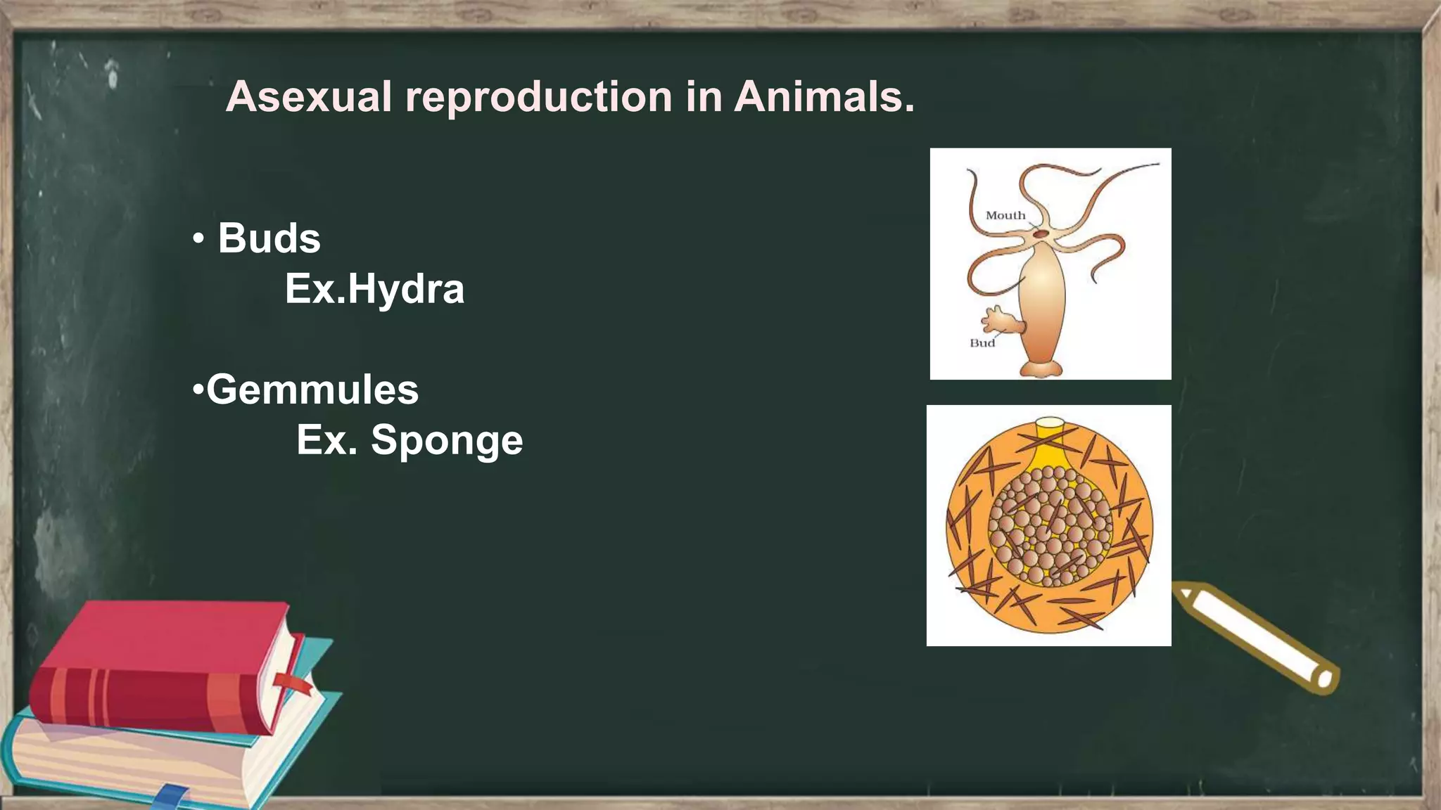 Asexual reproduction, reproduction in organisms, neet biology | PPT