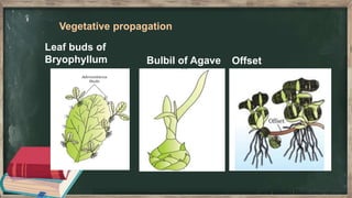 Asexual reproduction, reproduction in organisms, neet biology | PPT
