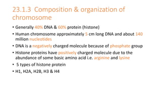 chromosomes and DNA | PPTX