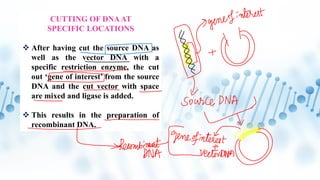 12th Biology Biotechnology Principles and Processes Part 4 | PPT