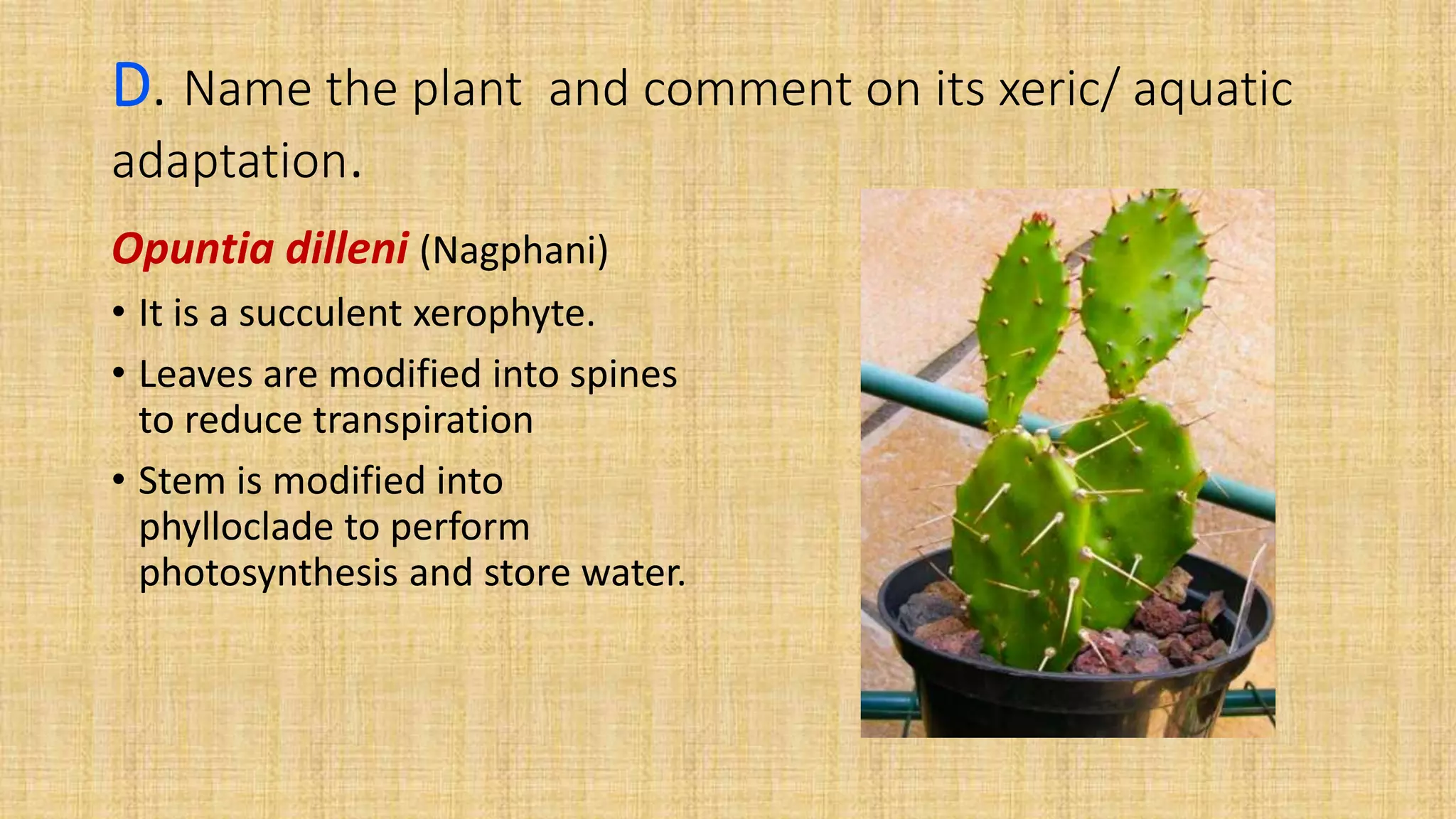 12th Biology Practical Spotting Q.4.pptx