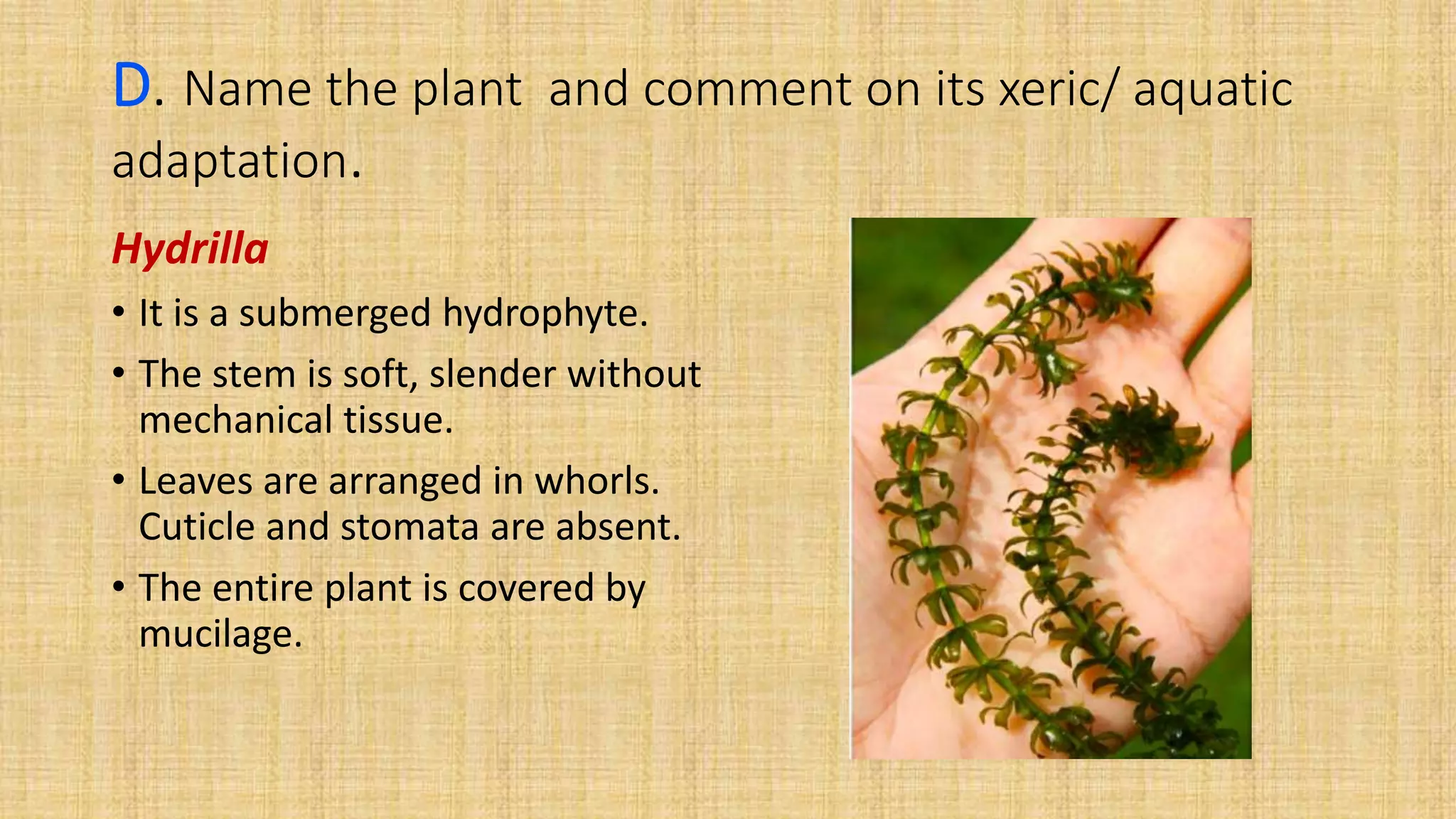 12th Biology Practical Spotting Q.4.pptx