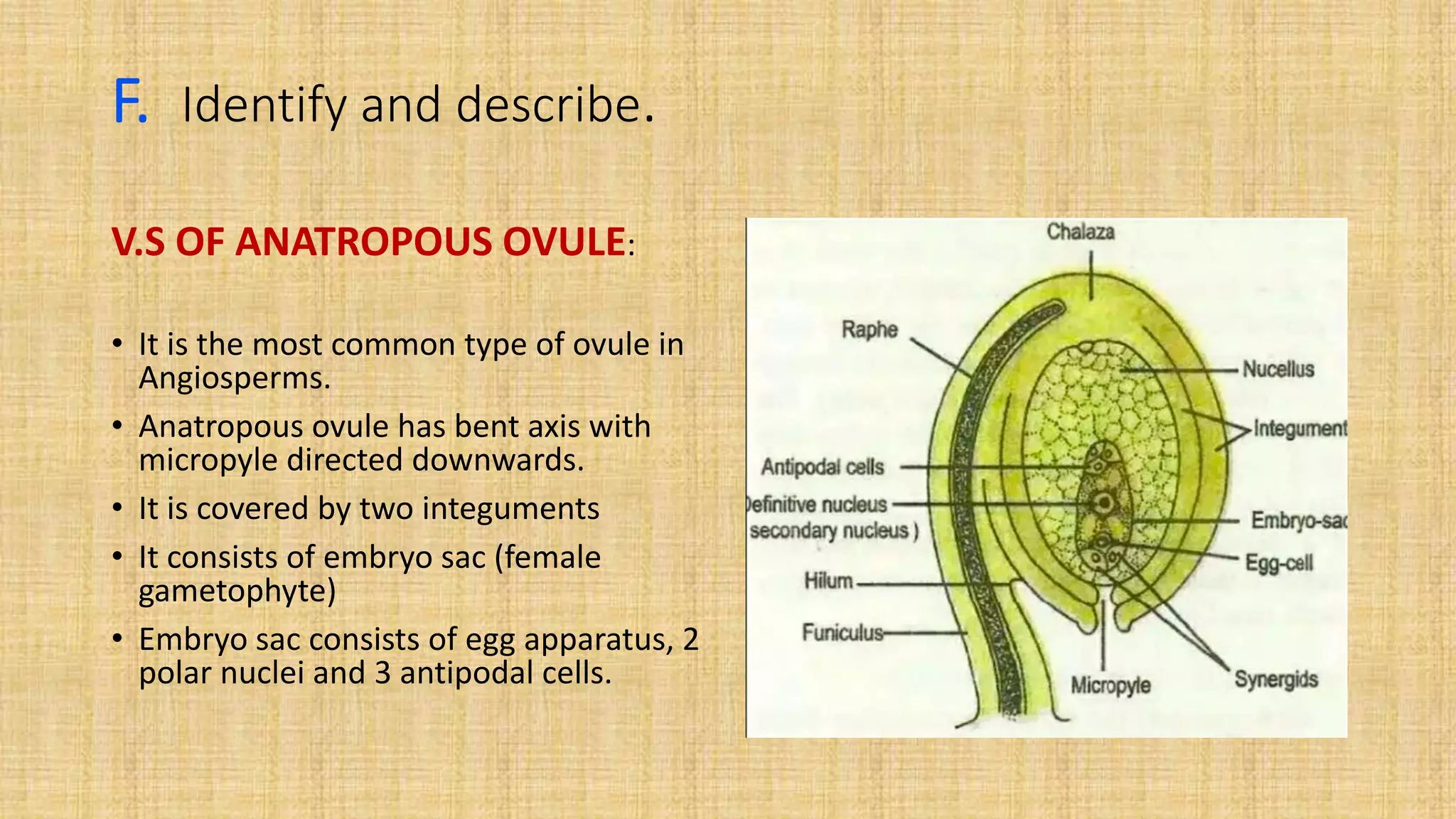 12th Biology Practical Spotting Q.4.pptx