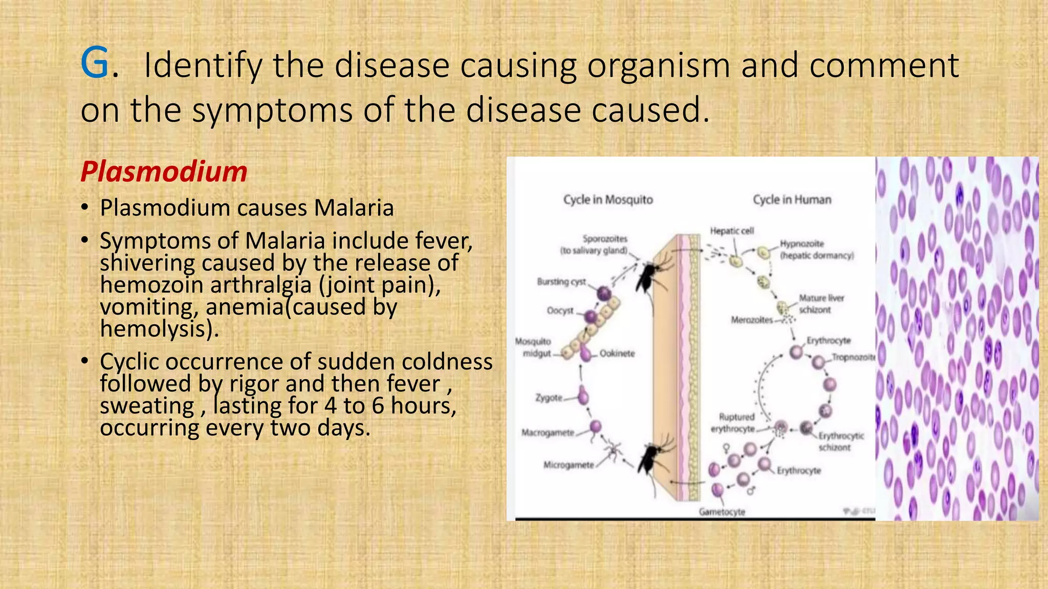 12th Biology Practical Spotting Q.4.pptx