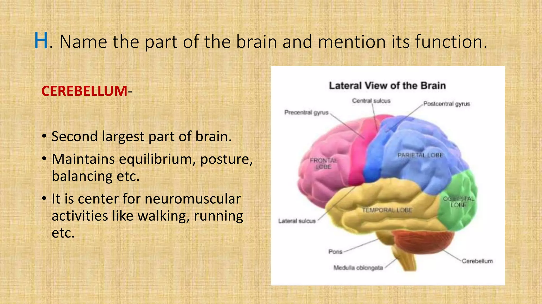 12th Biology Practical Spotting Q.4.pptx