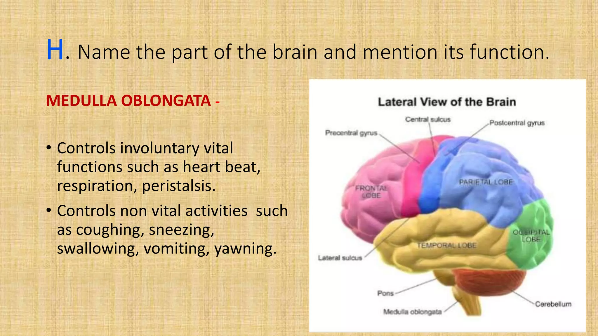 12th Biology Practical Spotting Q.4.pptx