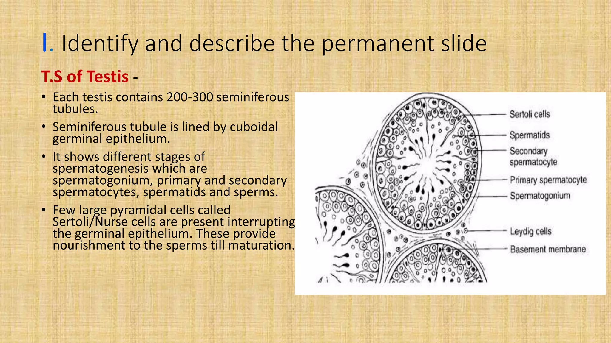 12th Biology Practical Spotting Q.4.pptx