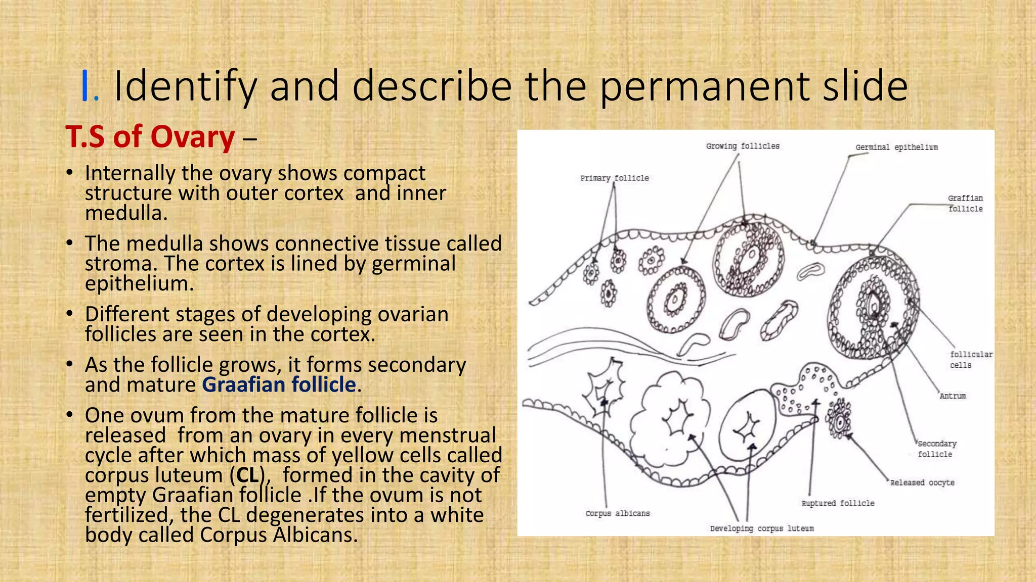 12th Biology Practical Spotting Q.4.pptx