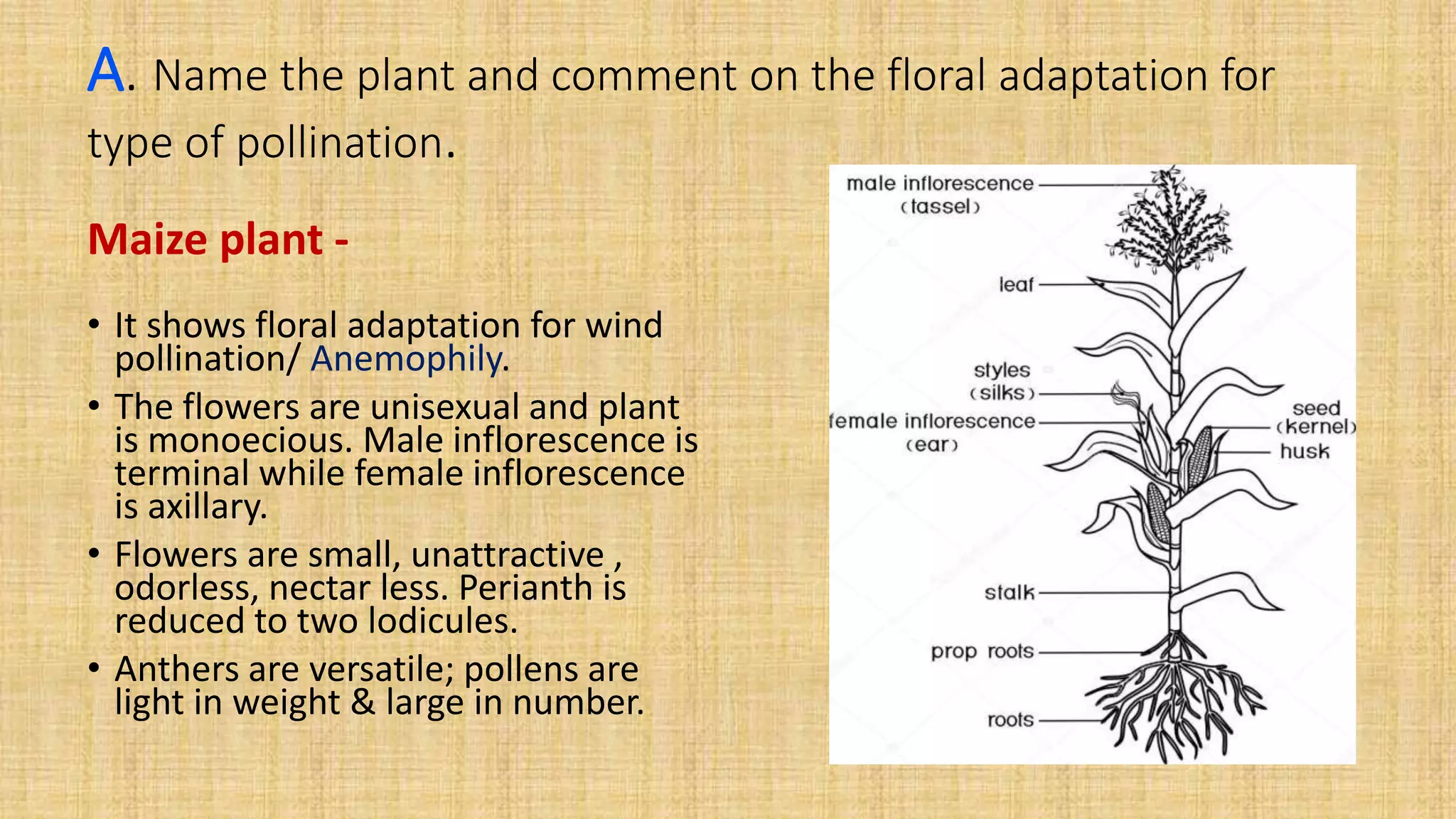 12th Biology Practical Spotting Q.4.pptx