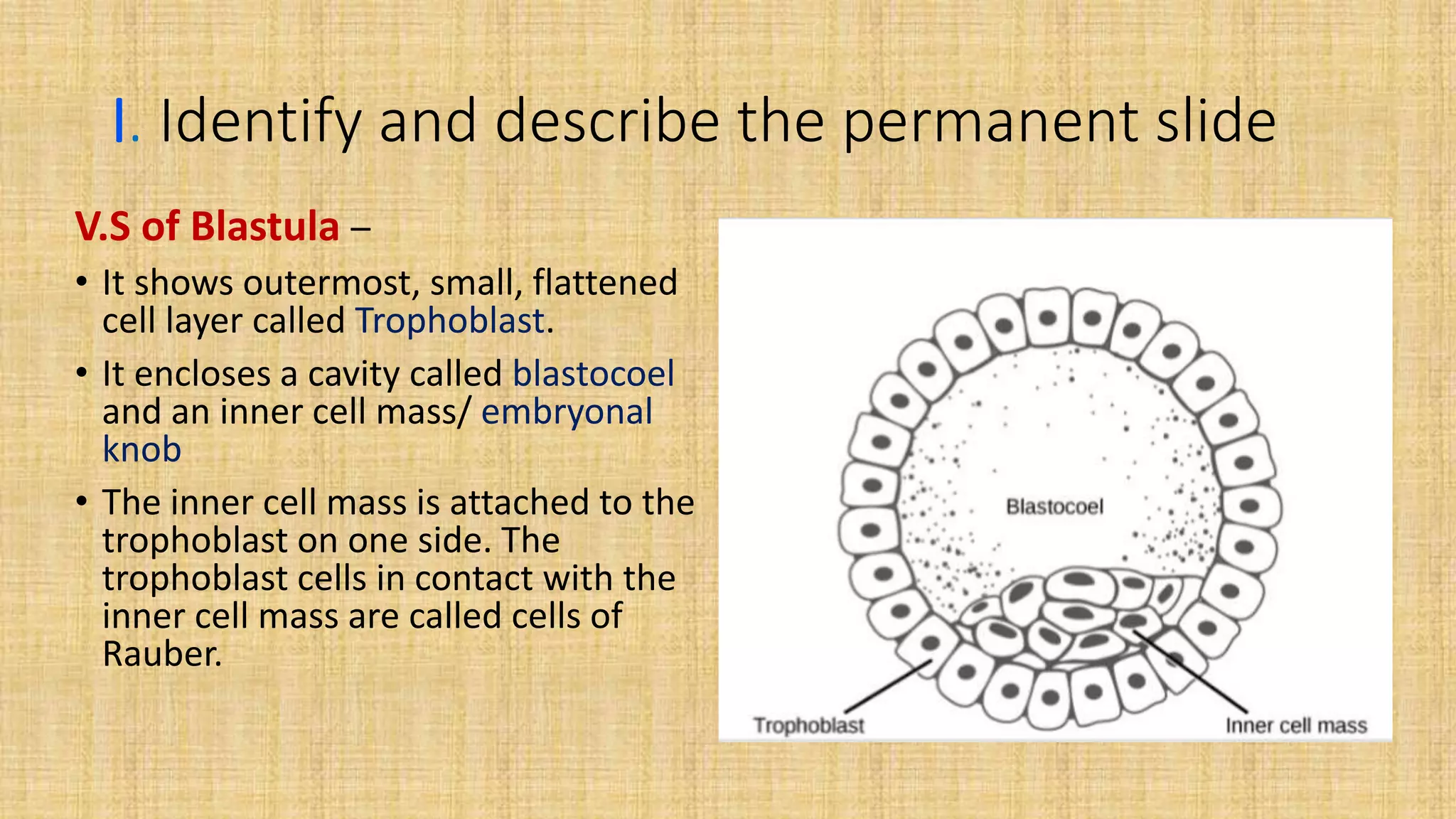 12th Biology Practical Spotting Q.4.pptx